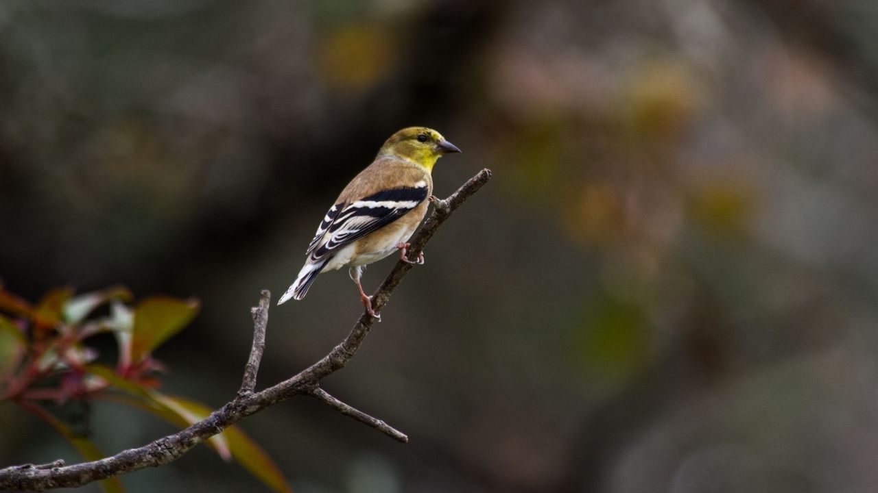 Birds In Las Vegas: A list of birds that can be seen here