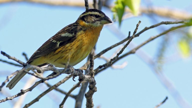 Birds In Las Vegas: A list of birds that can be seen here | BallenVegas.com