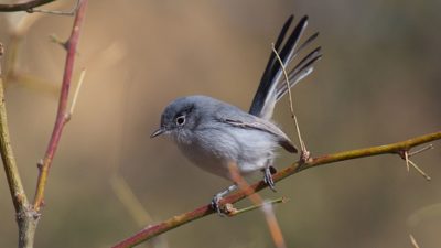 Birds In Las Vegas: A list of birds that can be seen here