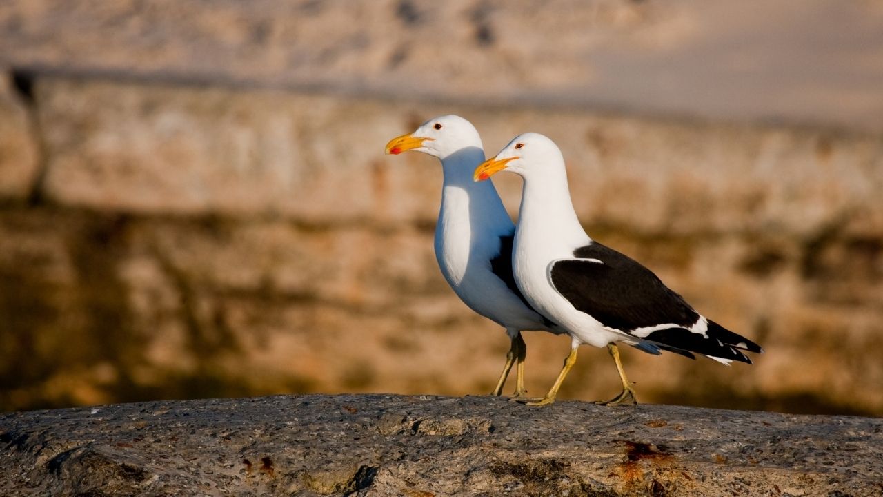 Birds In Las Vegas: A list of birds that can be seen here