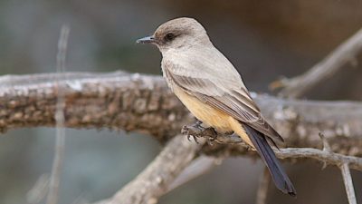 Birds In Las Vegas: A list of birds that can be seen here
