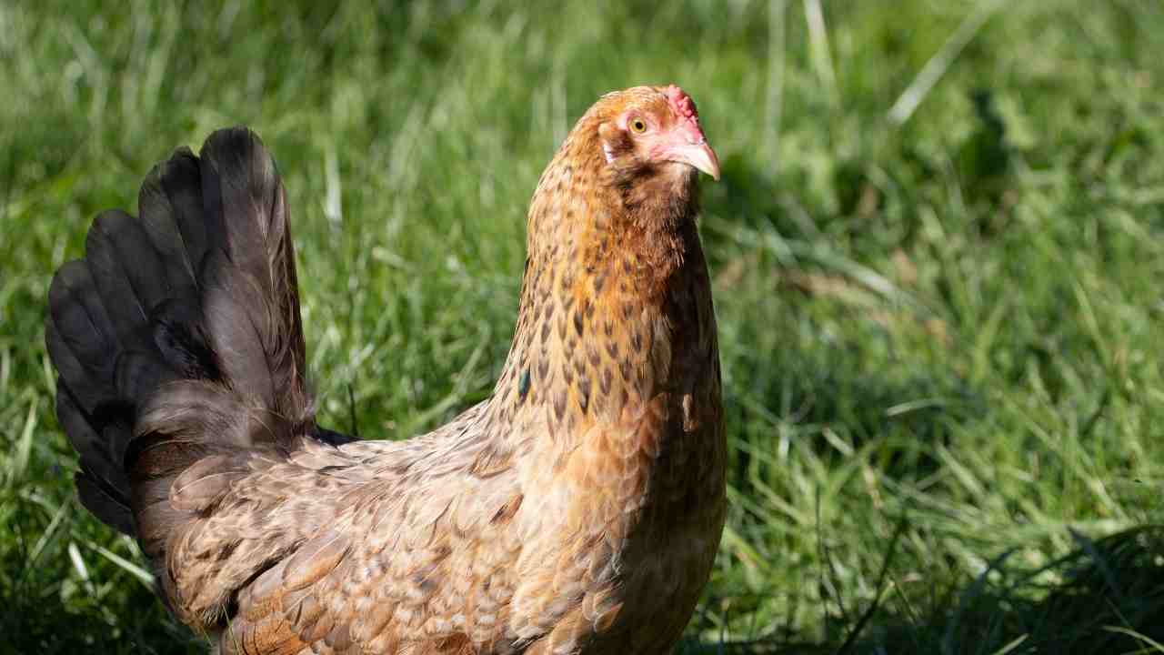 Get Colorful Eggs without the Dye: Blue Egg Laying Chickens